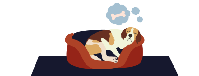 REM Sleep: Why is it important?